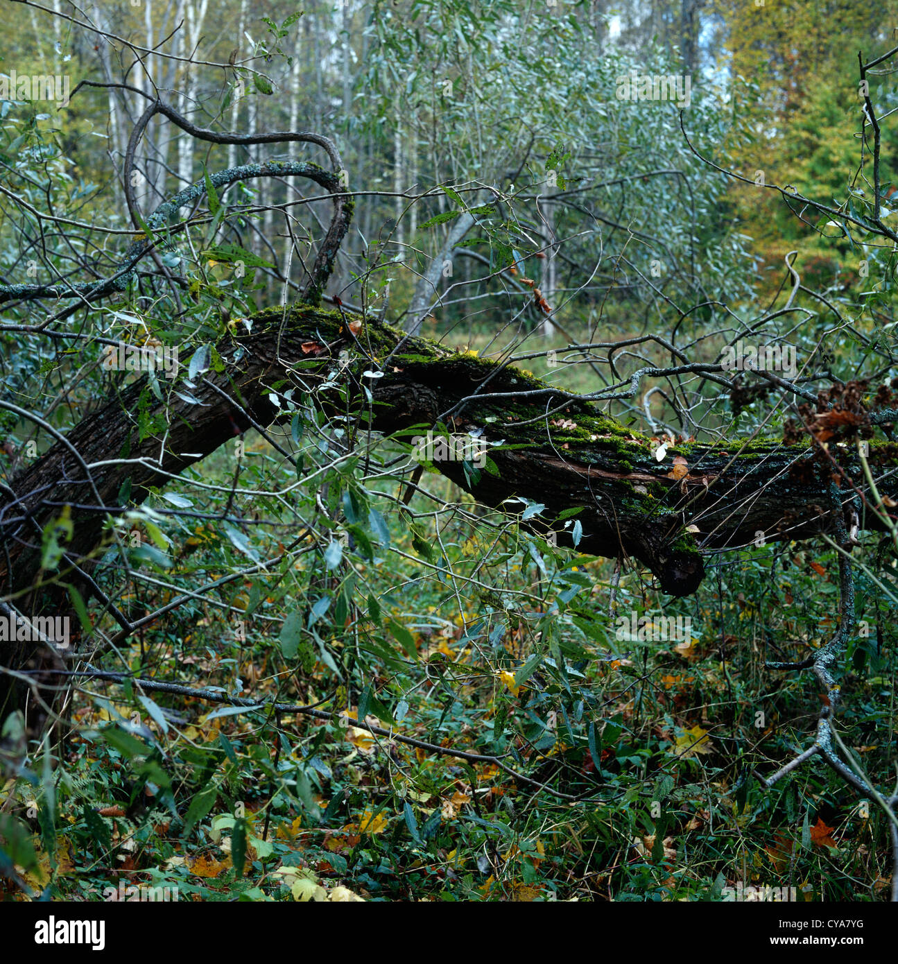 Deadfall hi-res stock photography and images - Alamy