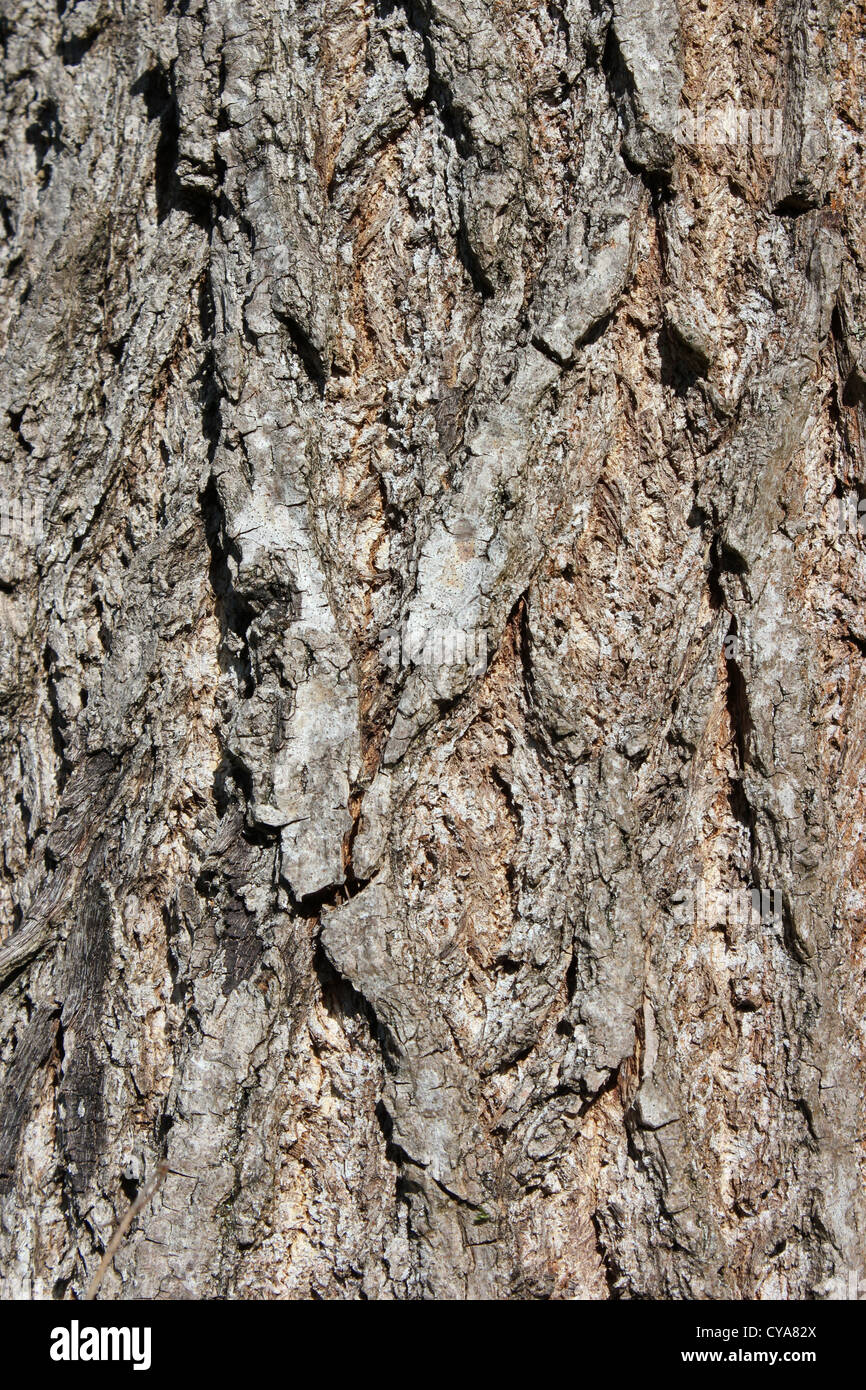 Furrowed tree bark texture hi-res stock photography and images - Alamy