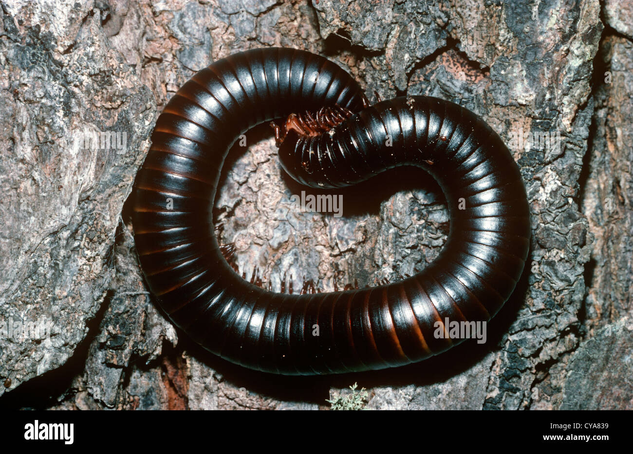 Giant millipede (Archispirostreptus gigas) grooming its legs; in dry ...