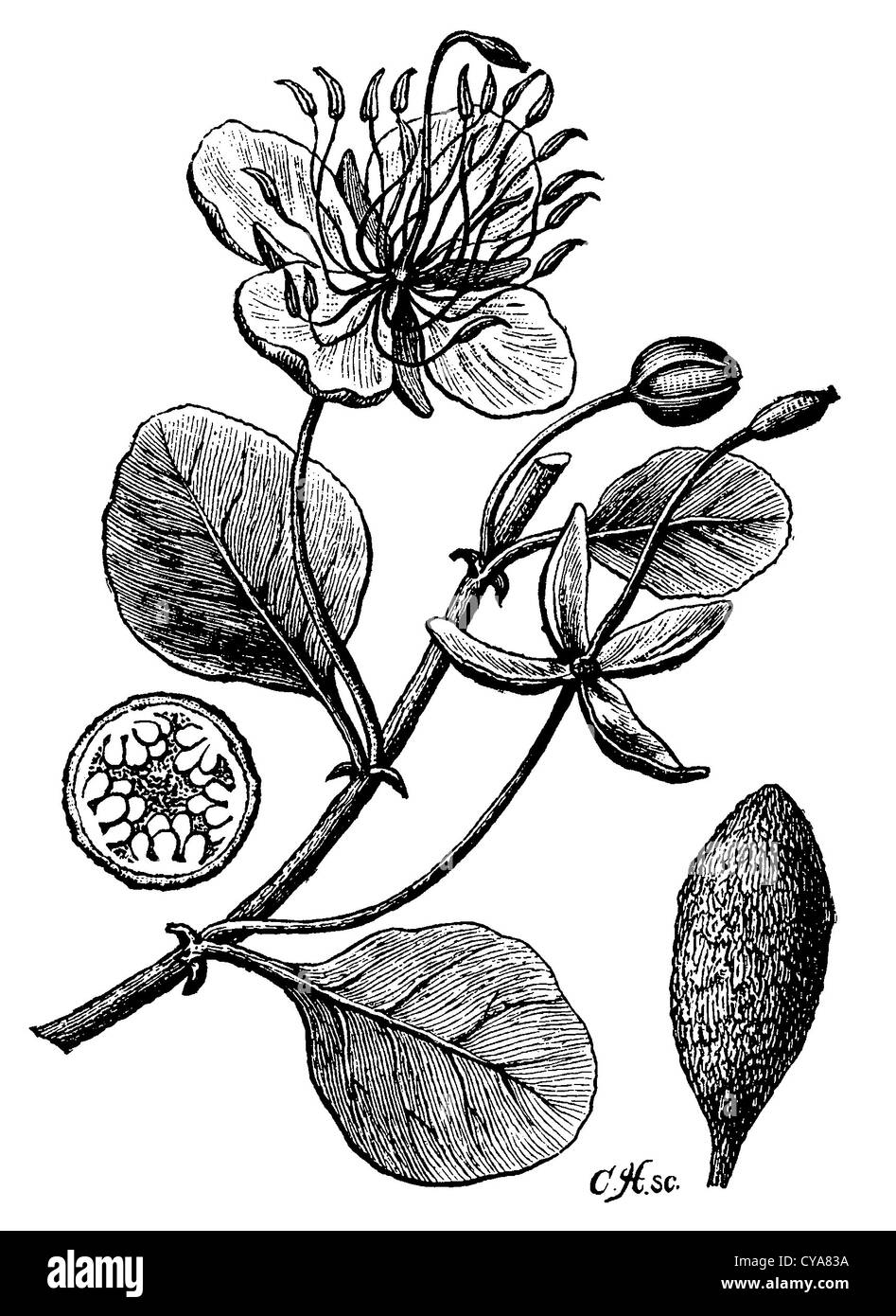 Caper with fruit Stock Photo - Alamy