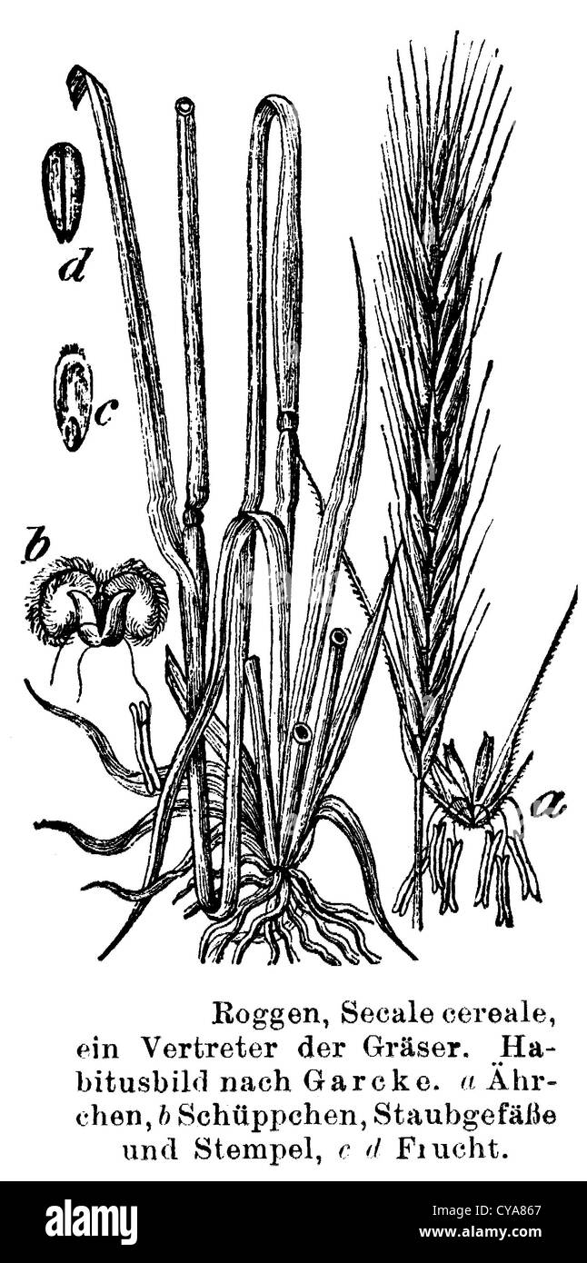 Rye with fruit Stock Photo - Alamy