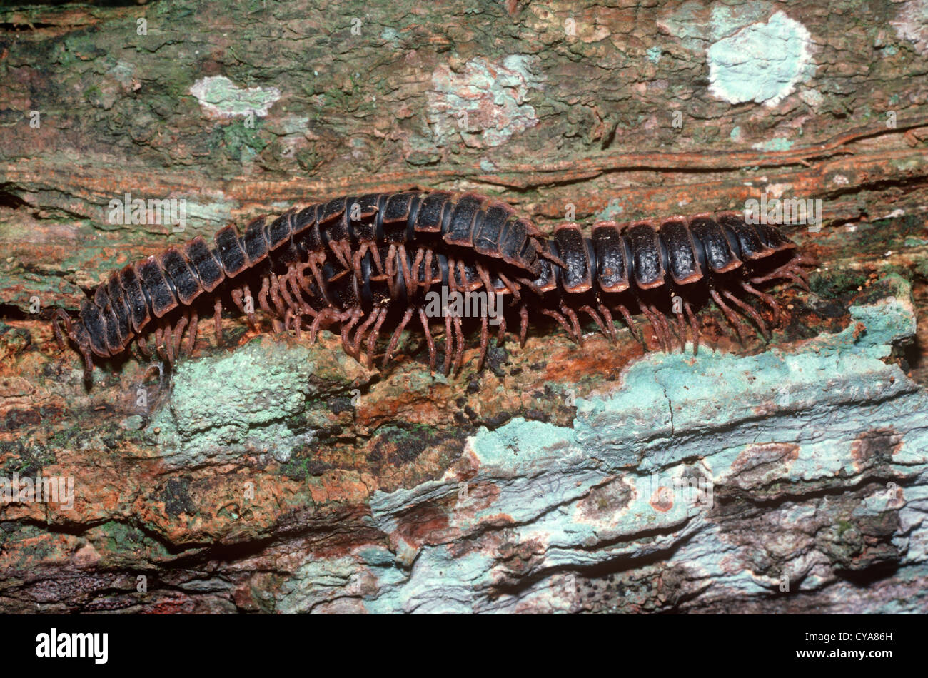 Flat-backed millipedes (Polydesmidae) pausing in their courtship to ...