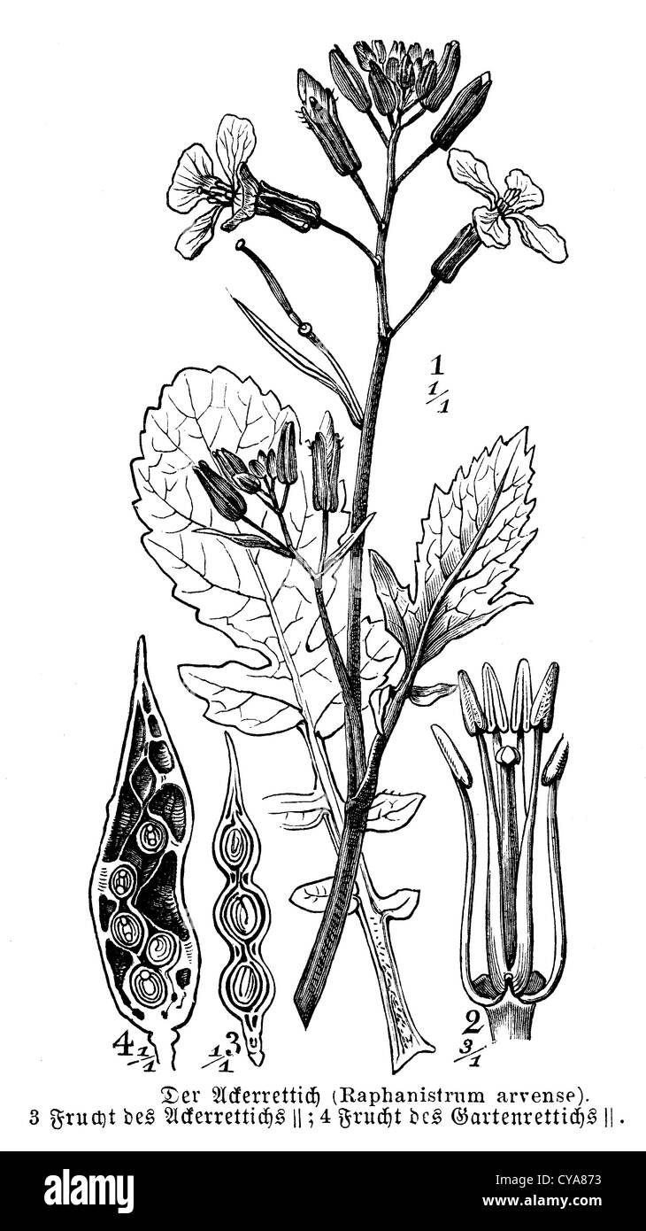 Radish drawing hi-res stock photography and images - Alamy