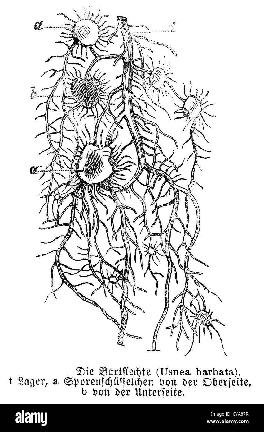 Usnea Black and White Stock Photos & Images - Alamy