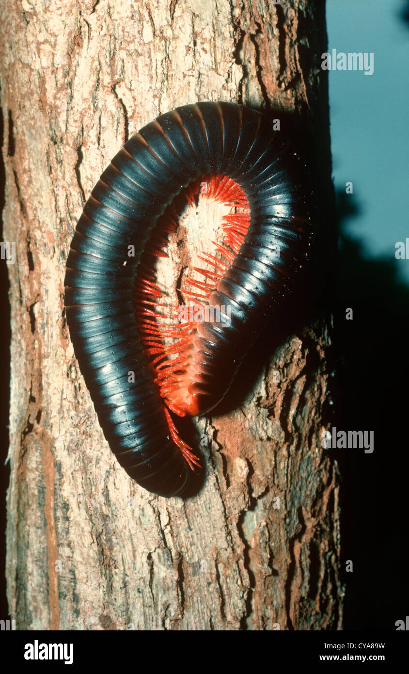 Warningly coloured giant millipede (Epibolus pulchripes) female ...