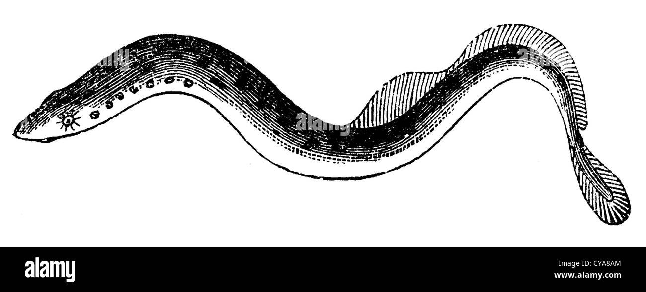 Lamprey Black and White Stock Photos & Images - Alamy