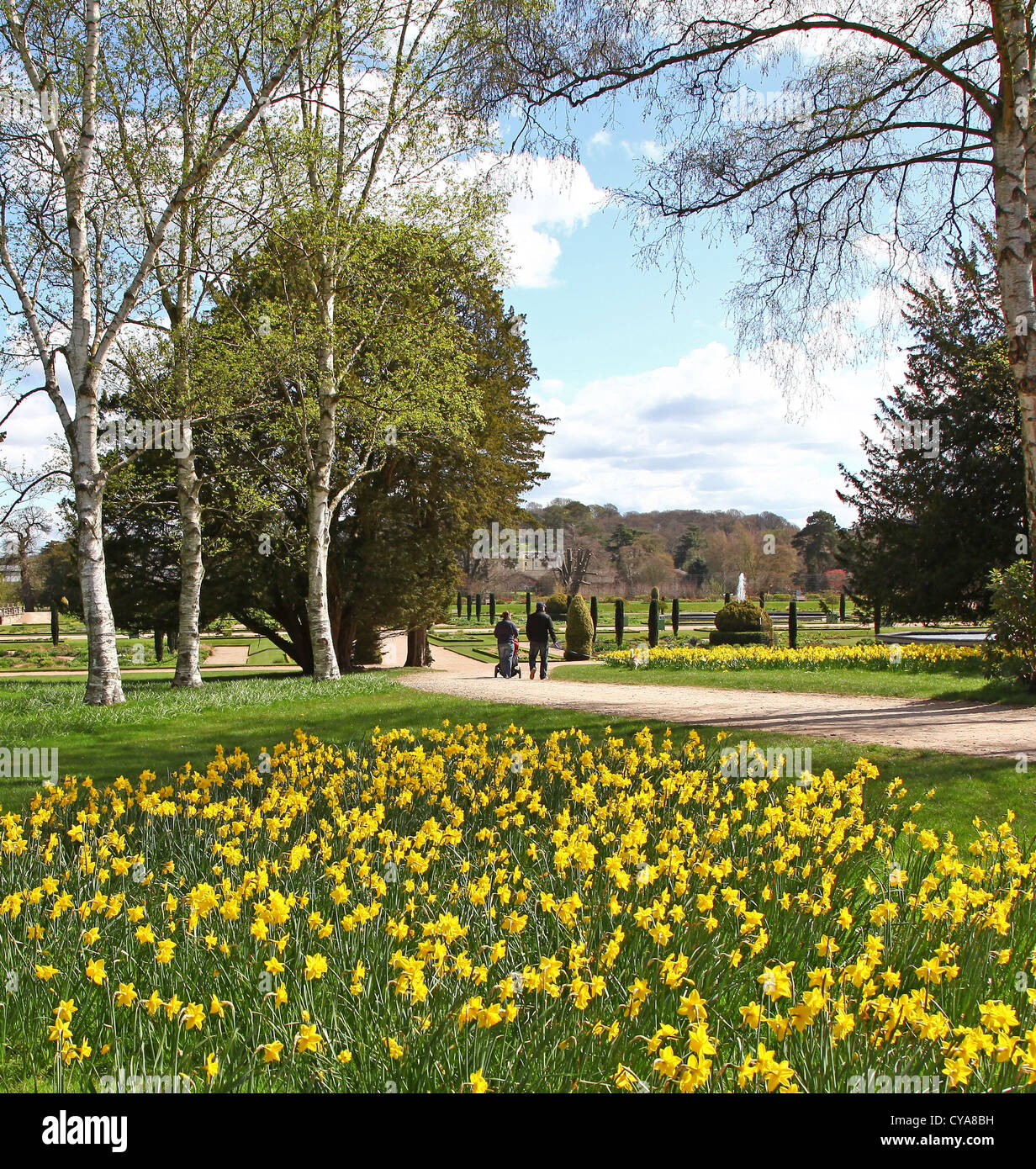 Spring daffodils at the formal Italianate gardens at Trentham Gardens ...