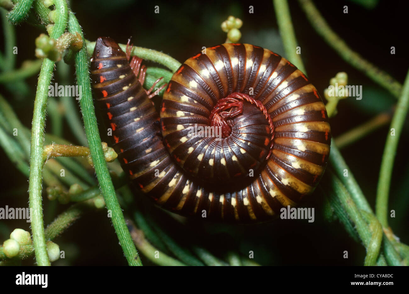 Warningly coloured millipede coiled up defensively; in savannah Kenya ...