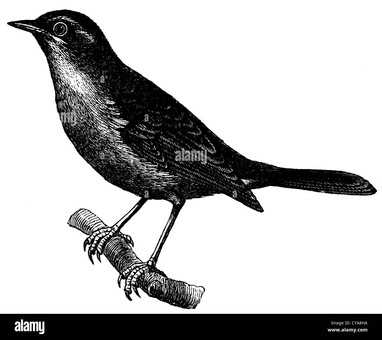 Vogel line art hi-res stock photography and images - Alamy