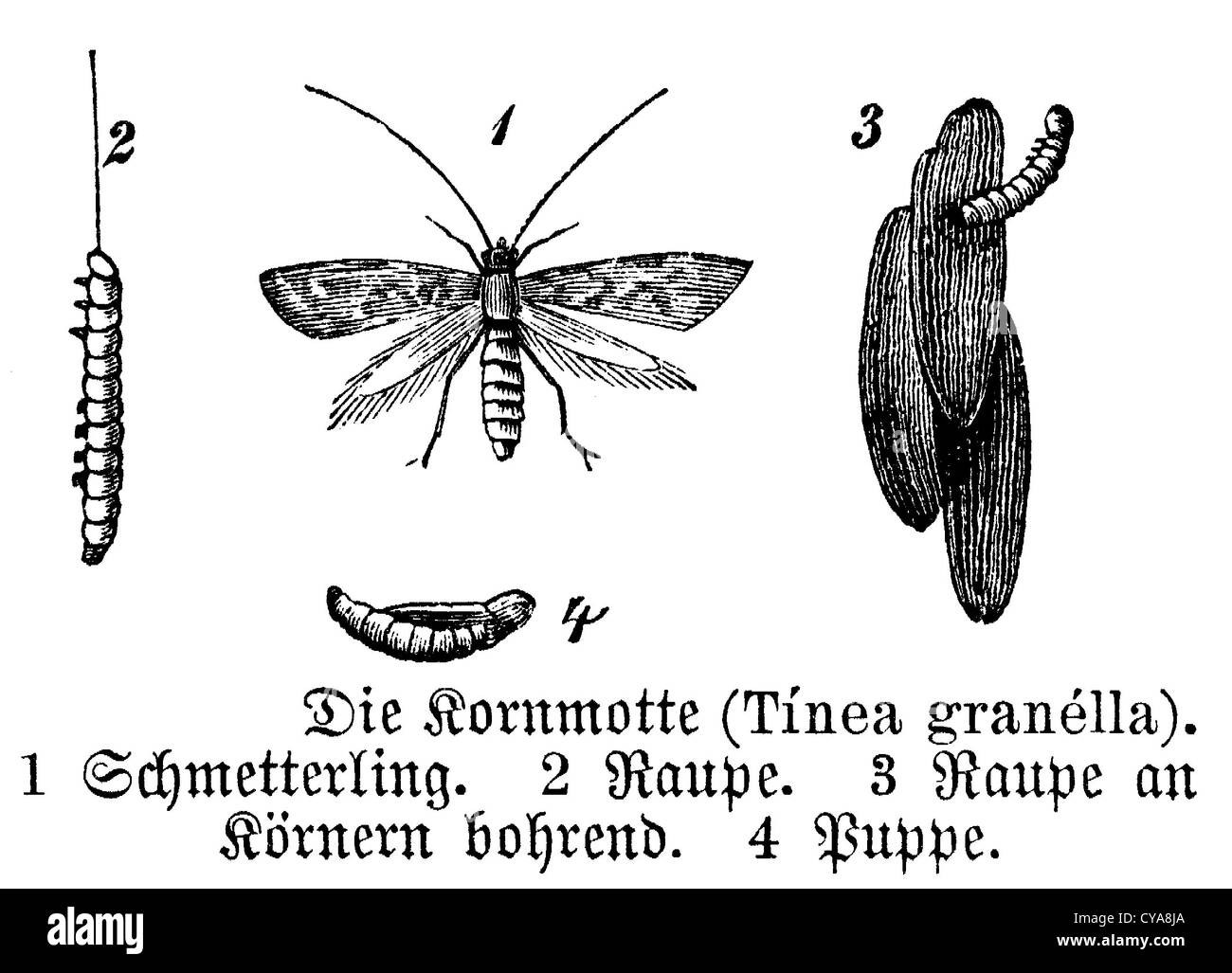 Grain moth hi-res stock photography and images - Alamy
