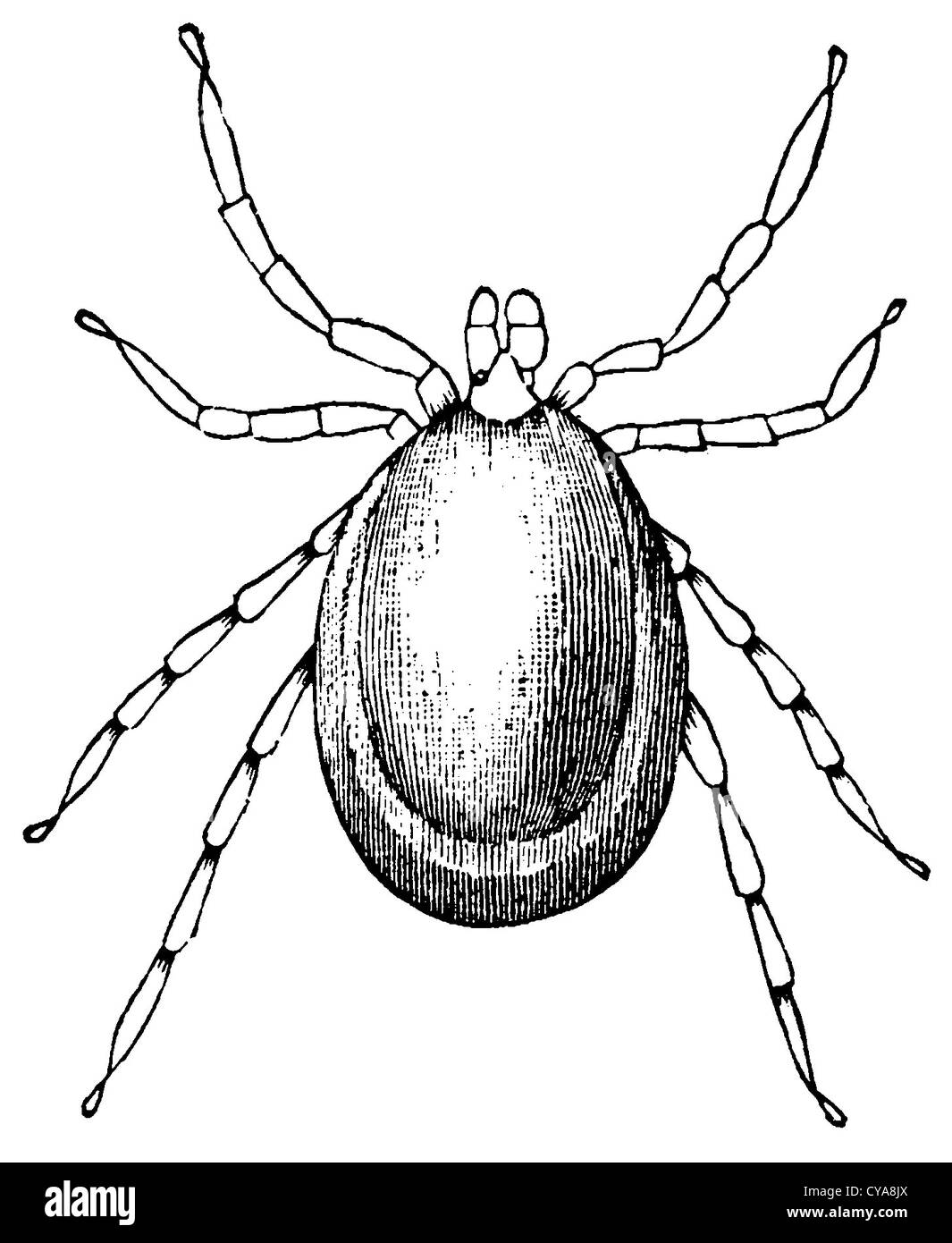Tick drawing Black and White Stock Photos & Images - Alamy