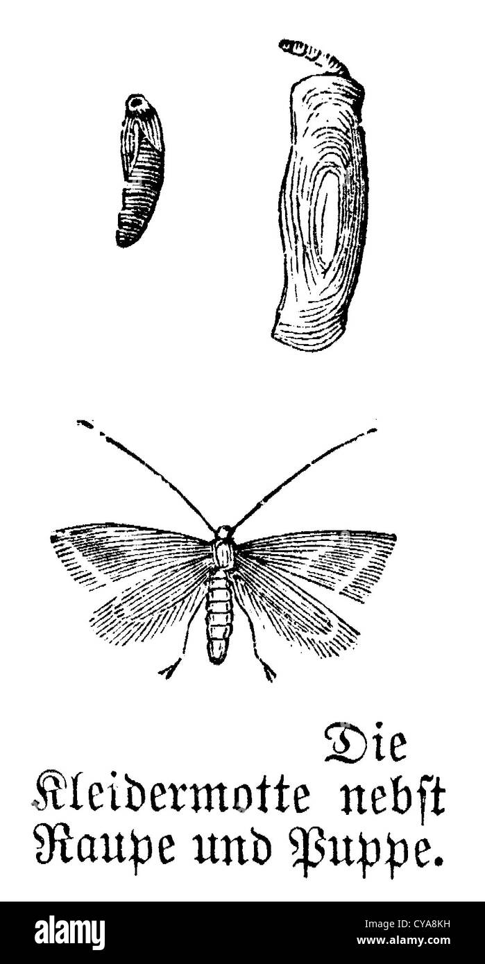 Clothes moth Black and White Stock Photos & Images - Alamy