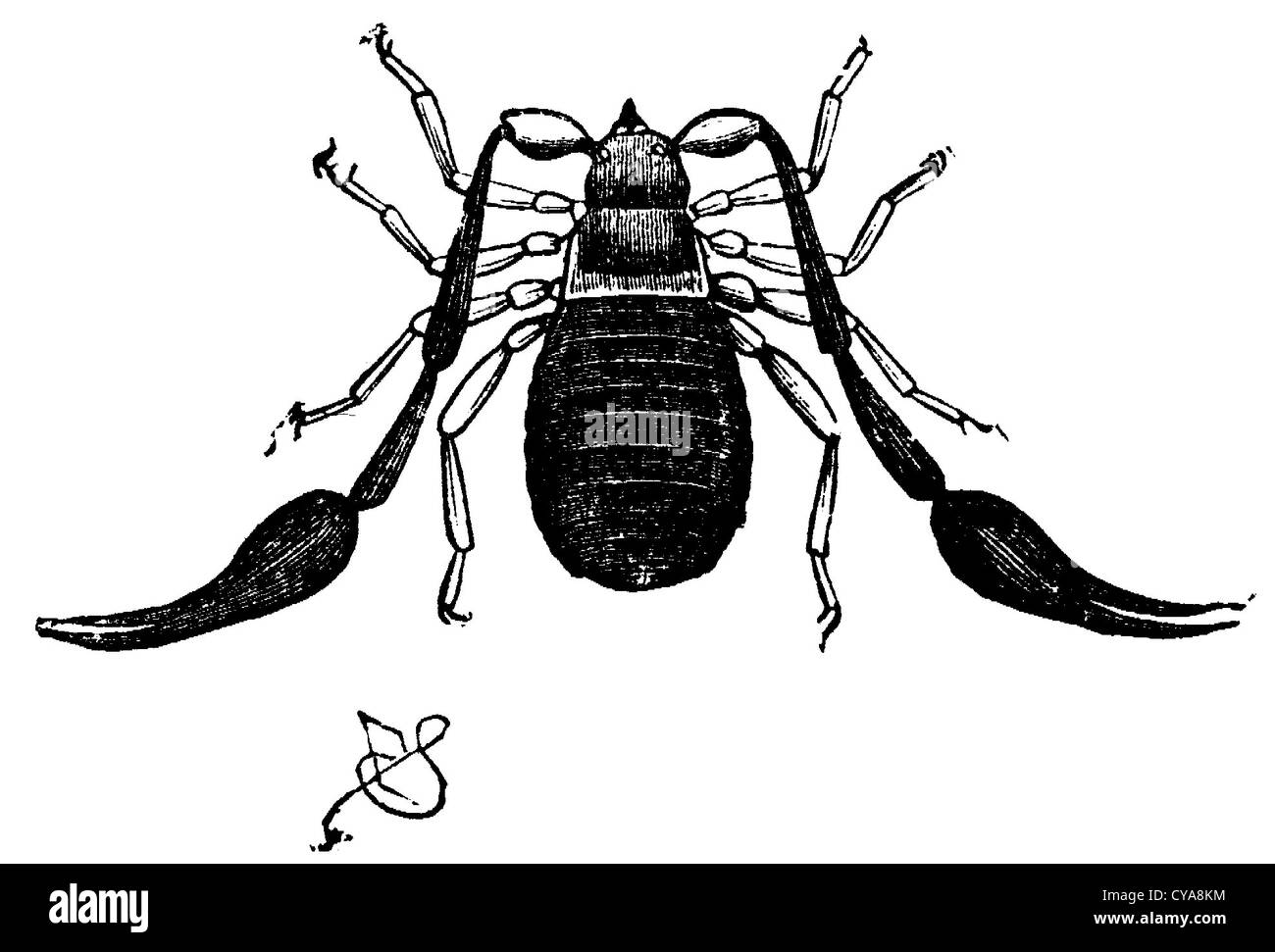 Drawing book engraving Cut Out Stock Images & Pictures - Alamy