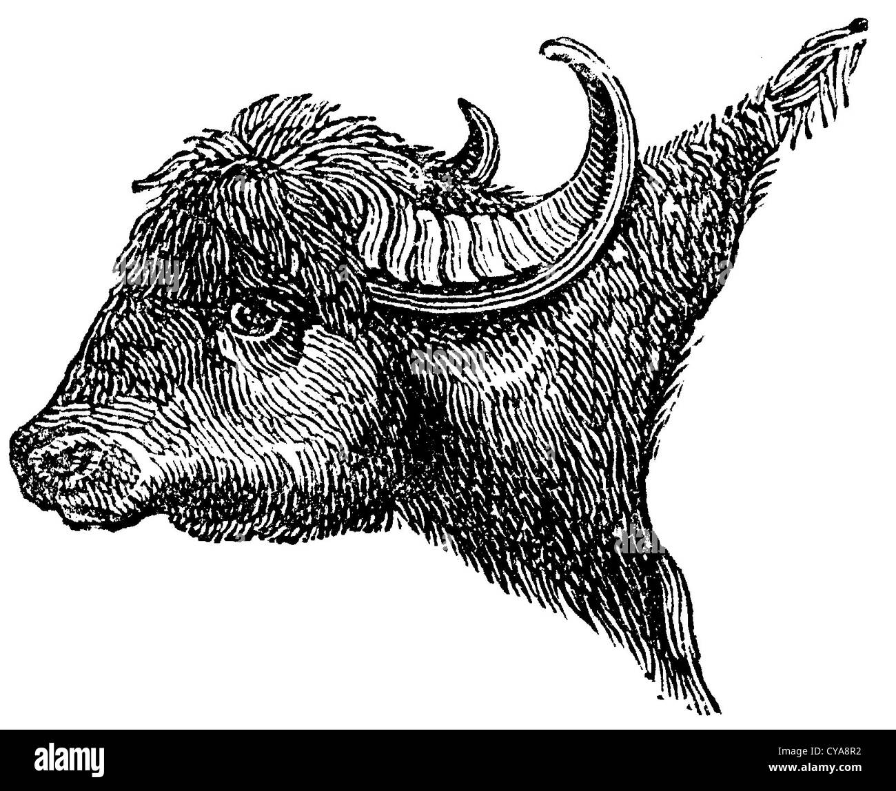 Buffalo drawing Cut Out Stock Images & Pictures - Alamy