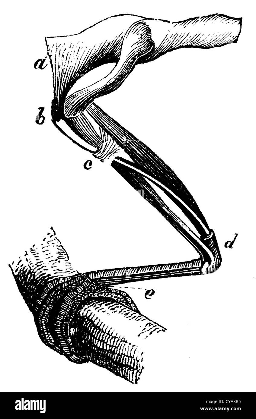 Bird leg: muscles Stock Photo - Alamy