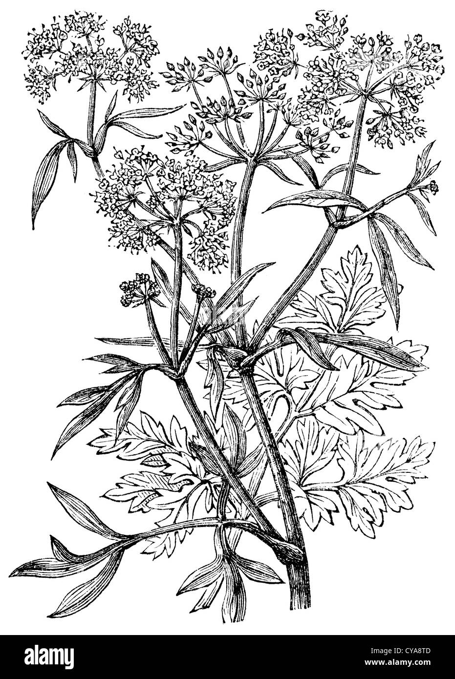 Parsley drawing hi-res stock photography and images - Alamy