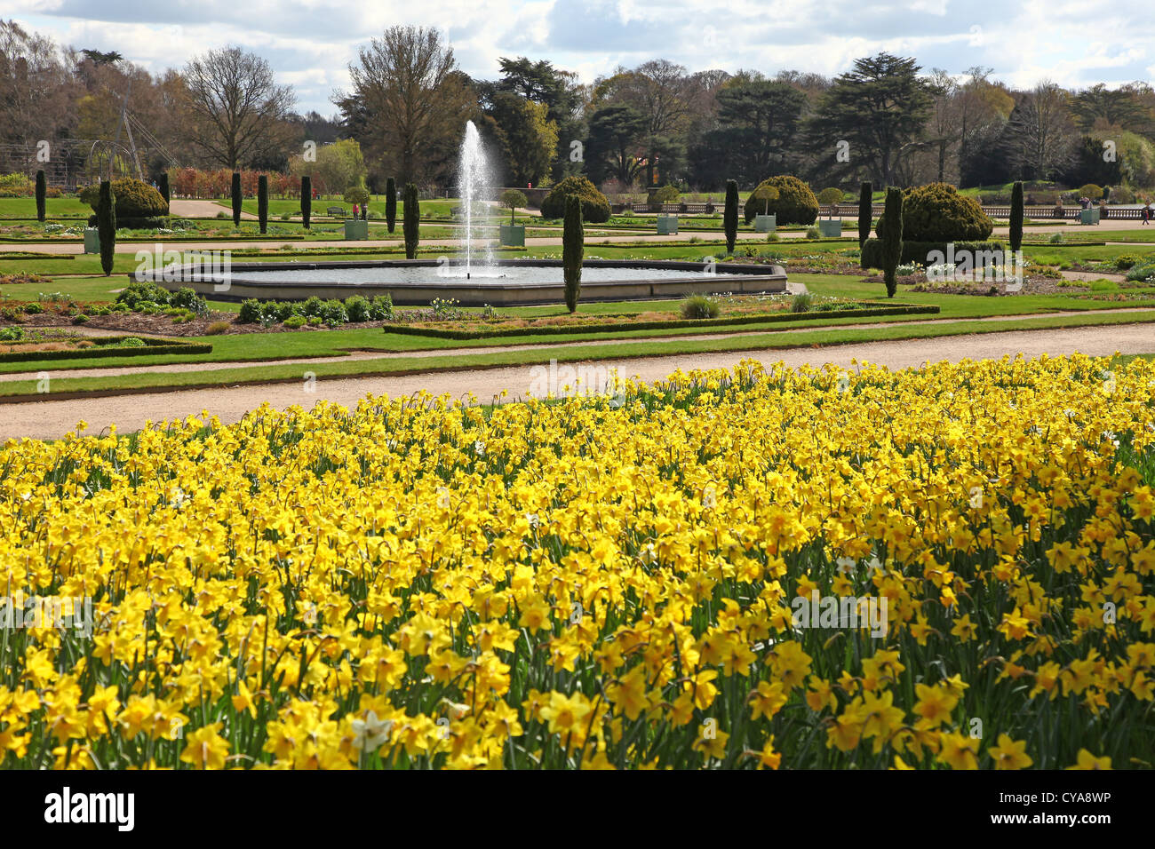 Spring daffodils at the formal Italianate gardens at Trentham Gardens ...