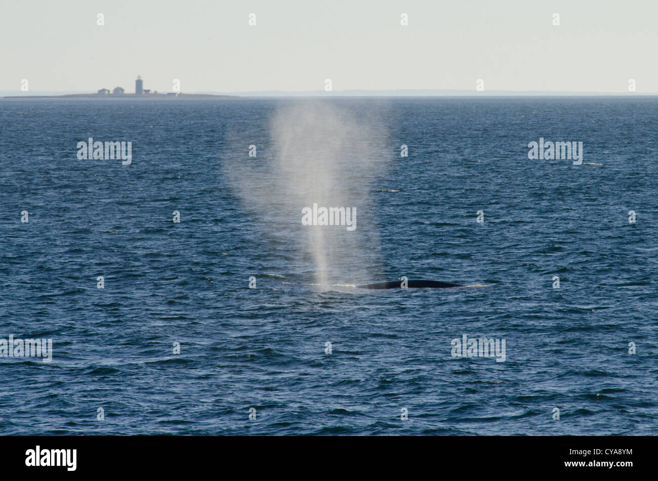Canada, Quebec, St. Lawrence River. Fin whale aka Finback (Balaenoptera ...