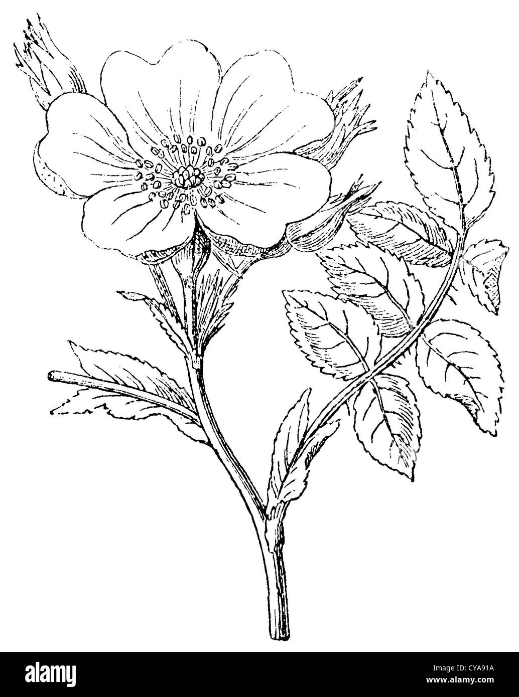 Woodcut dog art Cut Out Stock Images & Pictures - Alamy