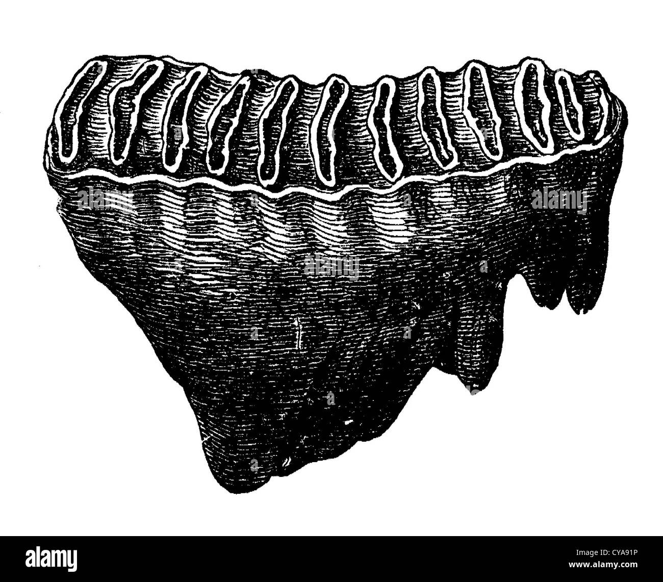 19th century indian elephant hi-res stock photography and images - Alamy