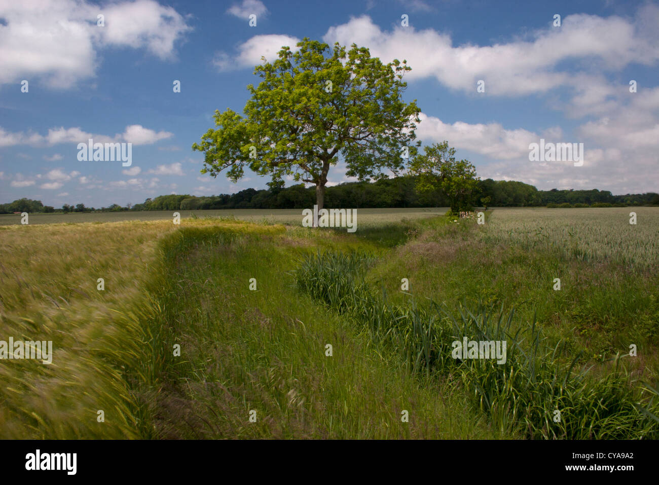 Barley tree hi-res stock photography and images - Alamy