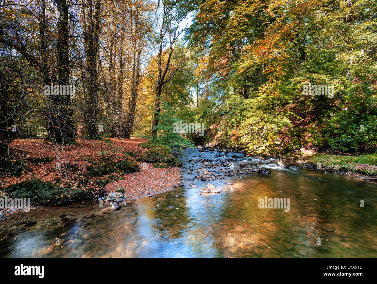 Ardgartan forest hi-res stock photography and images - Alamy
