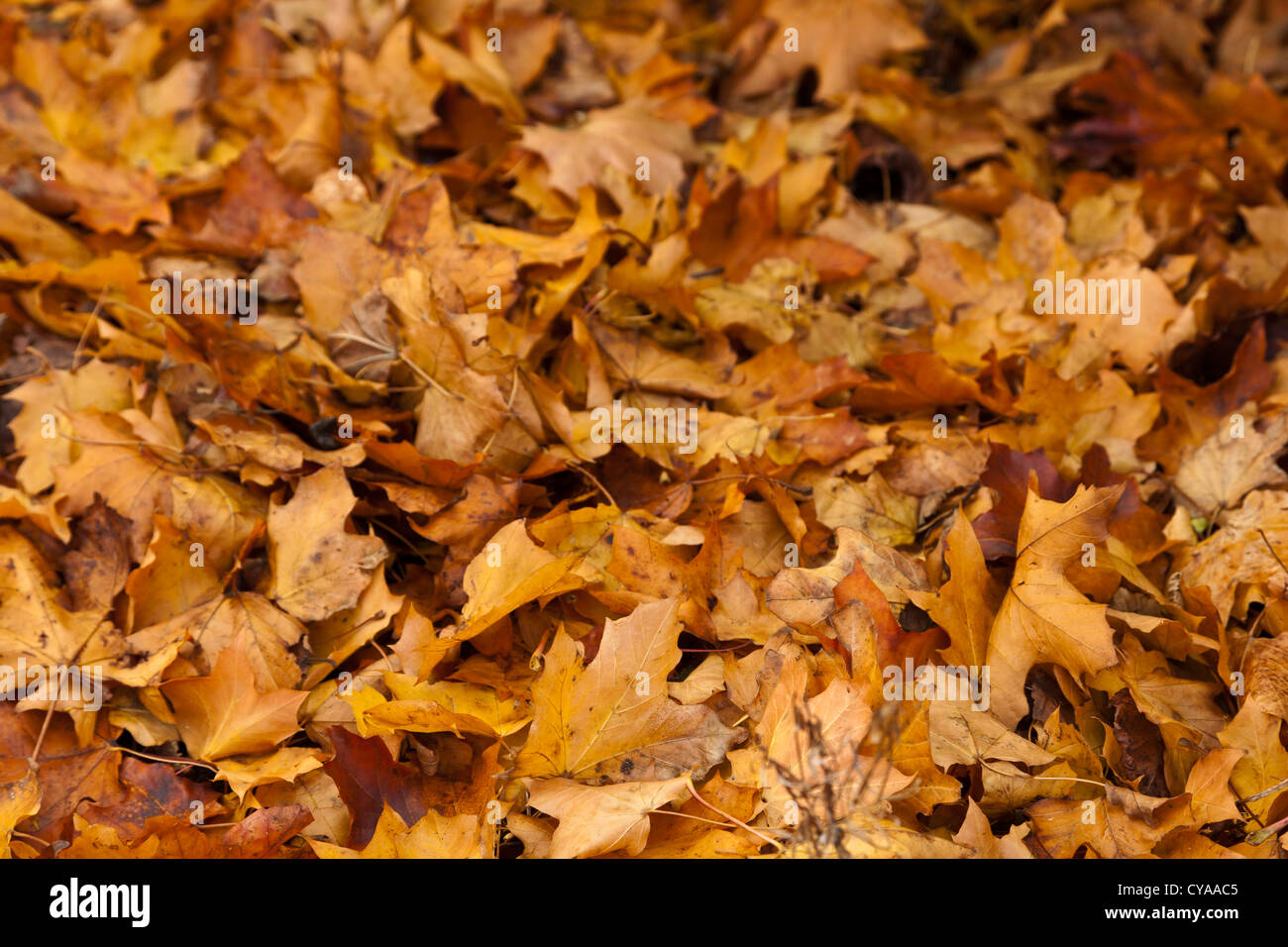 Decaying leaf hi-res stock photography and images - Alamy