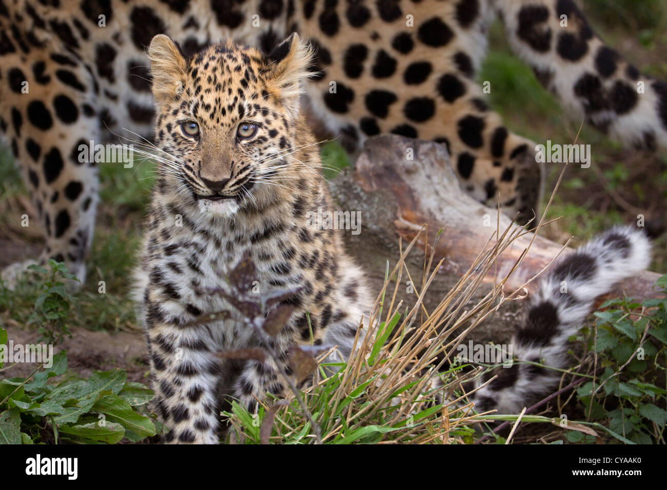 Amur Leopard cub, 2 months old Stock Photo - Alamy
