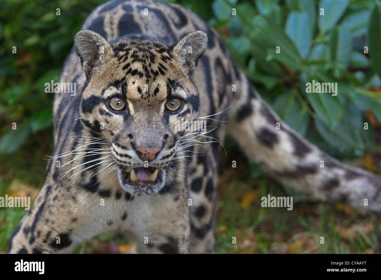 Clouded Leopard Stock Photo - Alamy