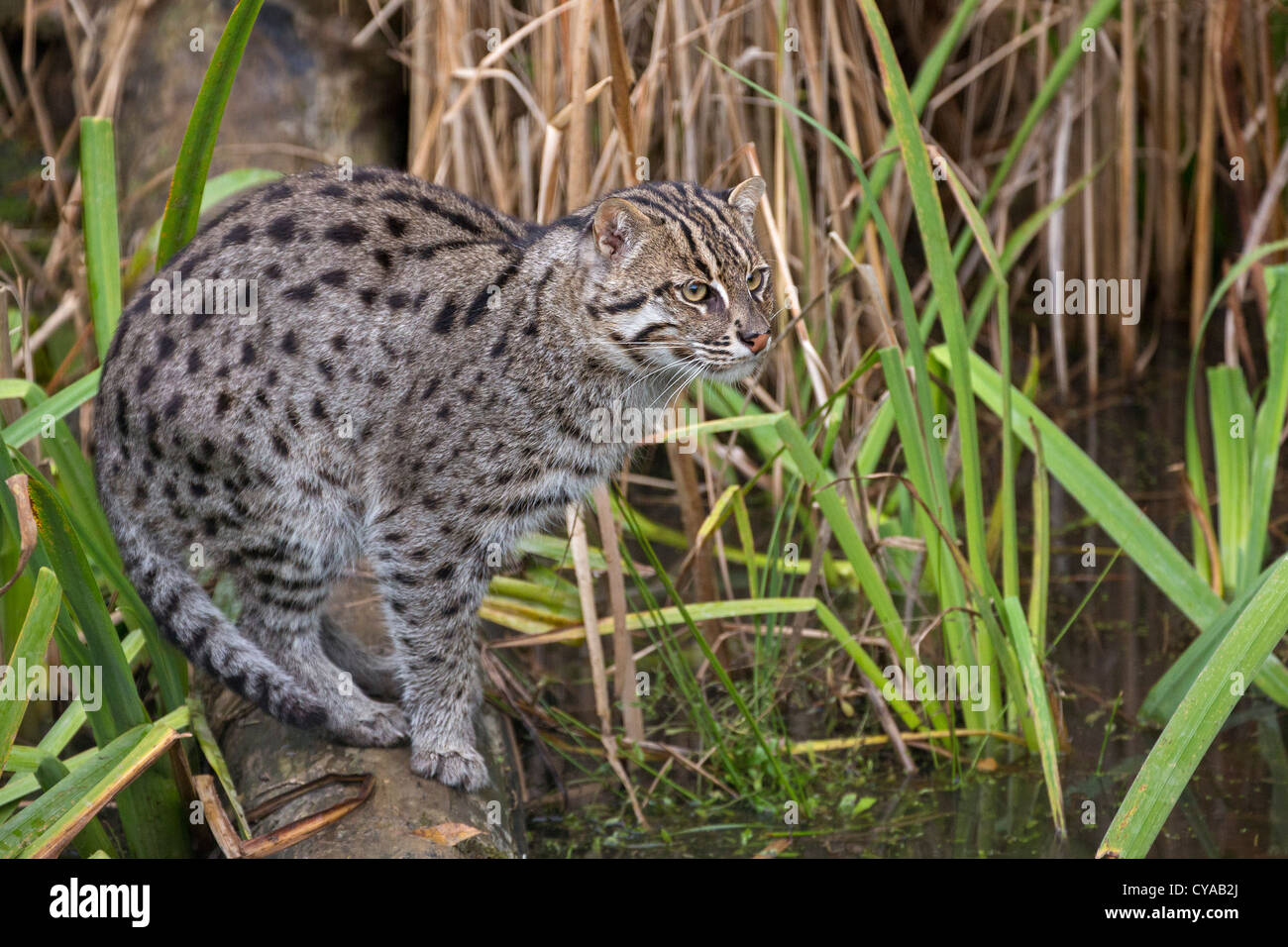 Fishing cat hi-res stock photography and images - Alamy