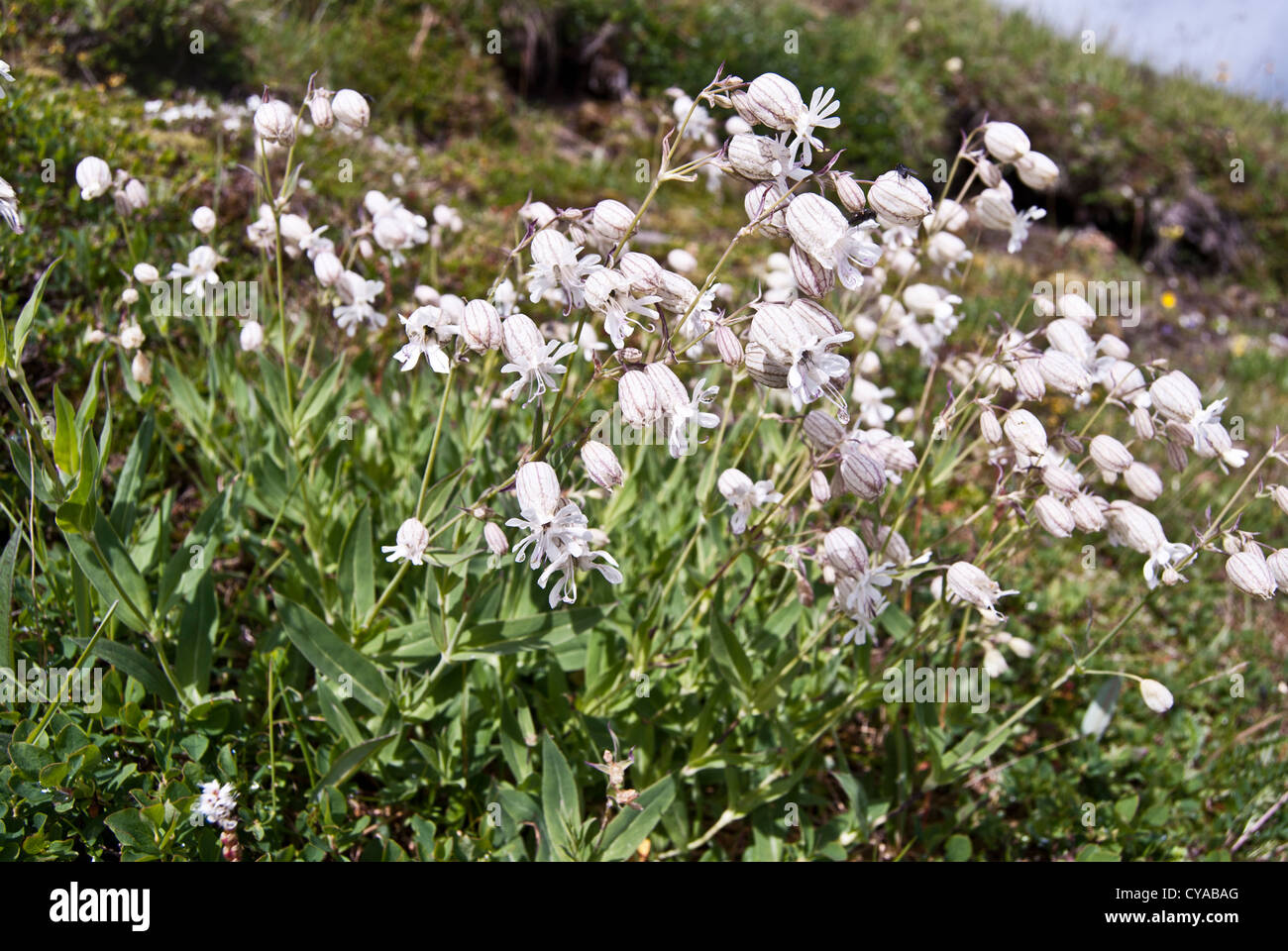 wild lilies flowers on mountain meadow in Dolomites mountains in Italy ...