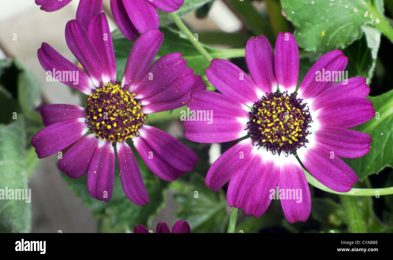 Cineraria flower, Poland Stock Photo - Alamy