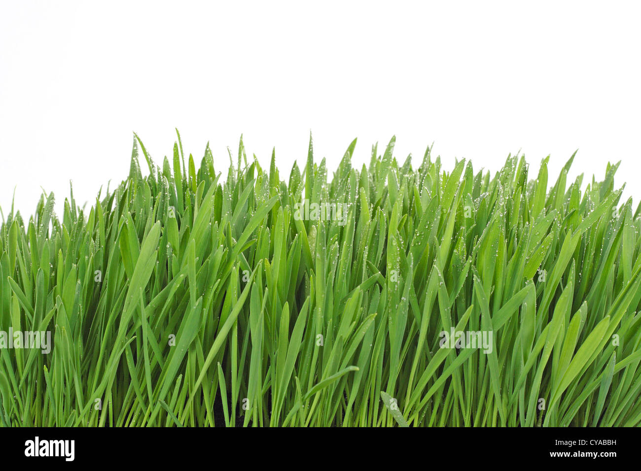 grass isolated photo on the white background Stock Photo - Alamy