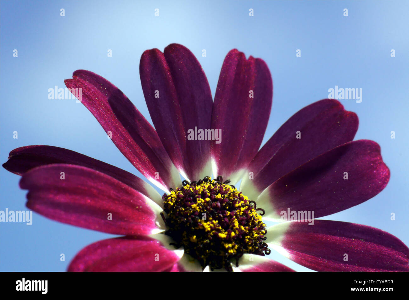 Cineraria flower hi-res stock photography and images - Alamy
