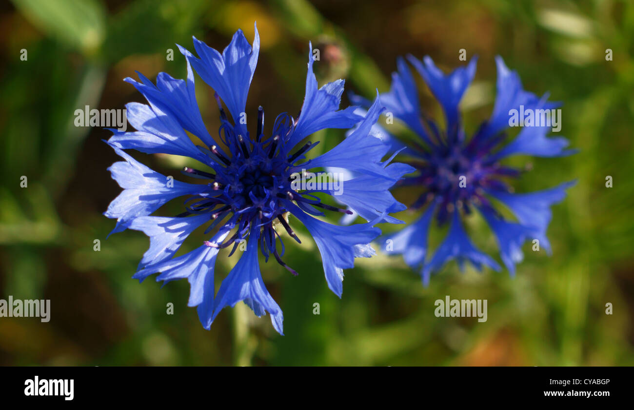 Flowwer hi-res stock photography and images - Alamy