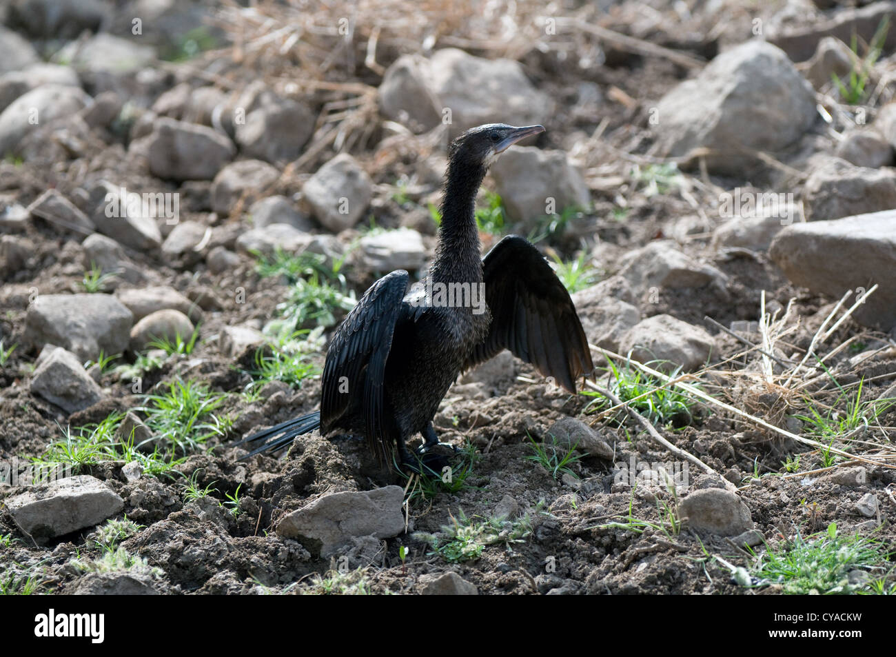 Little Cormorant, drying wings Stock Photo - Alamy