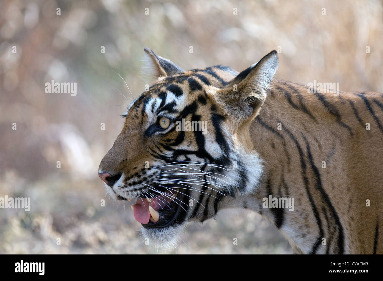 Bengal tiger, female,side profile Stock Photo - Alamy
