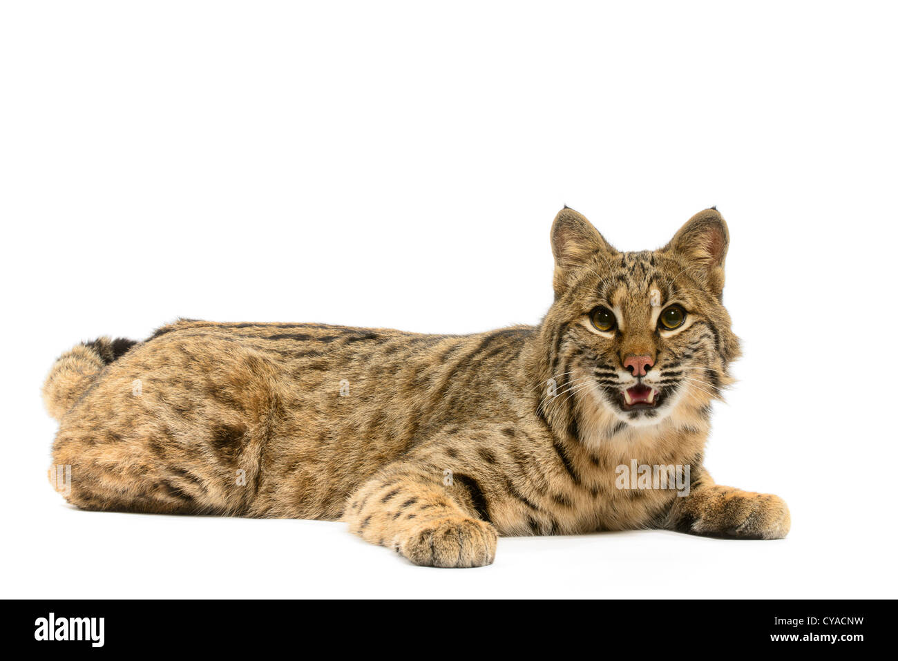 Bobcat White Background