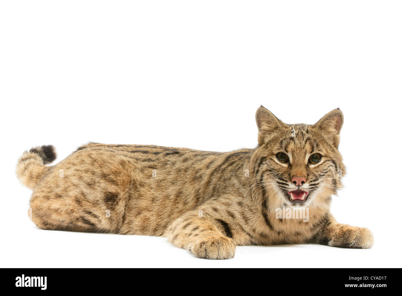 Closeup of bobcat on white background Stock Photo - Alamy