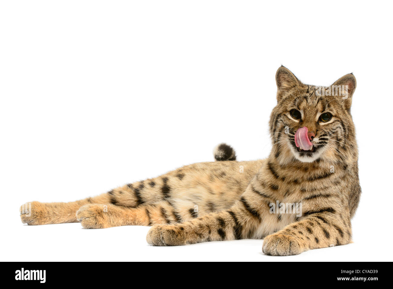 Furry bobcat Cut Out Stock Images & Pictures - Alamy