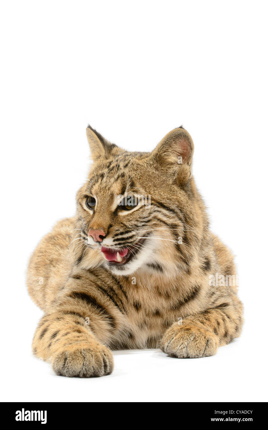 Closeup of bobcat on white background Stock Photo - Alamy