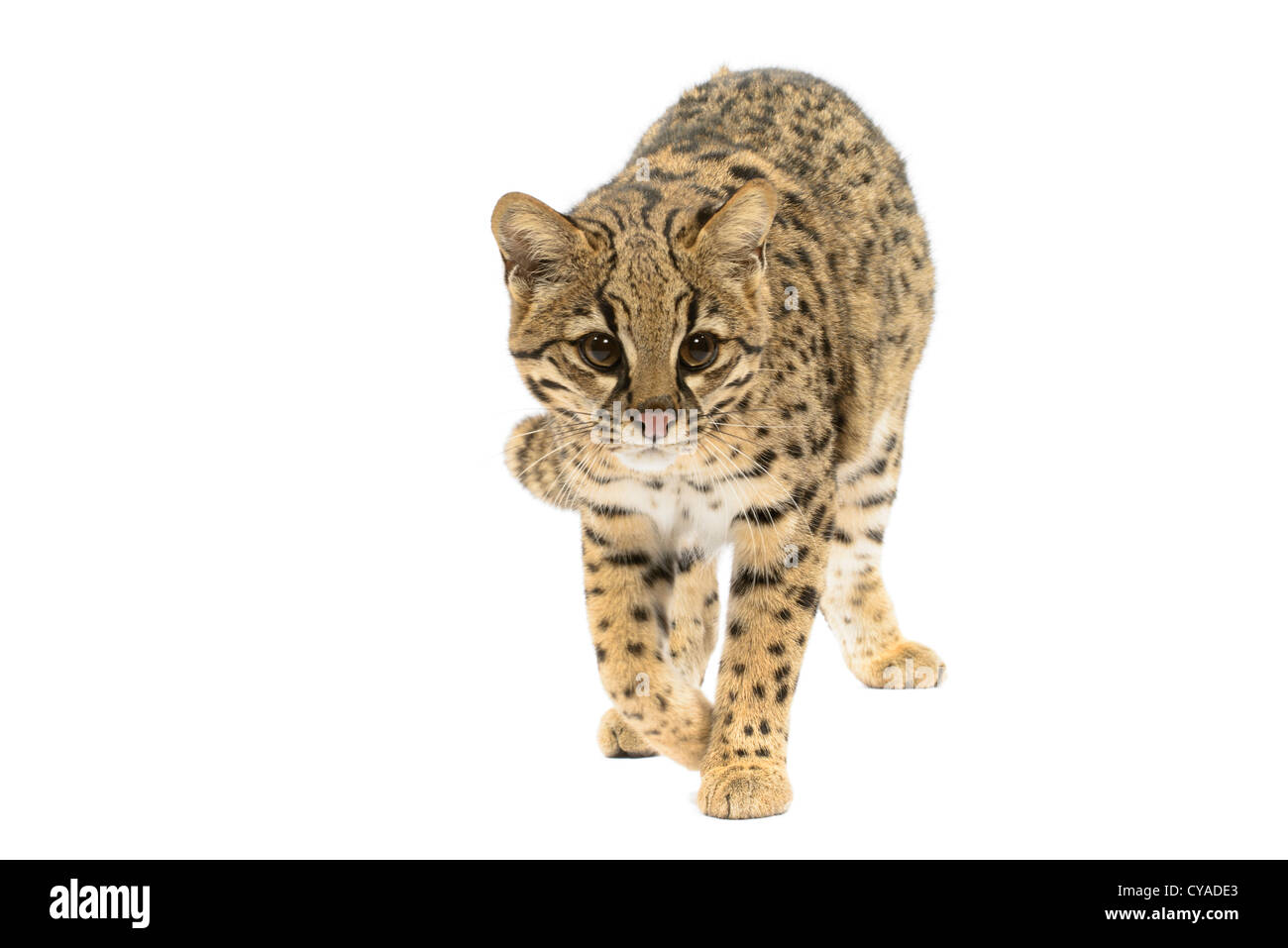 Cat on nature Cut Out Stock Images & Pictures - Alamy