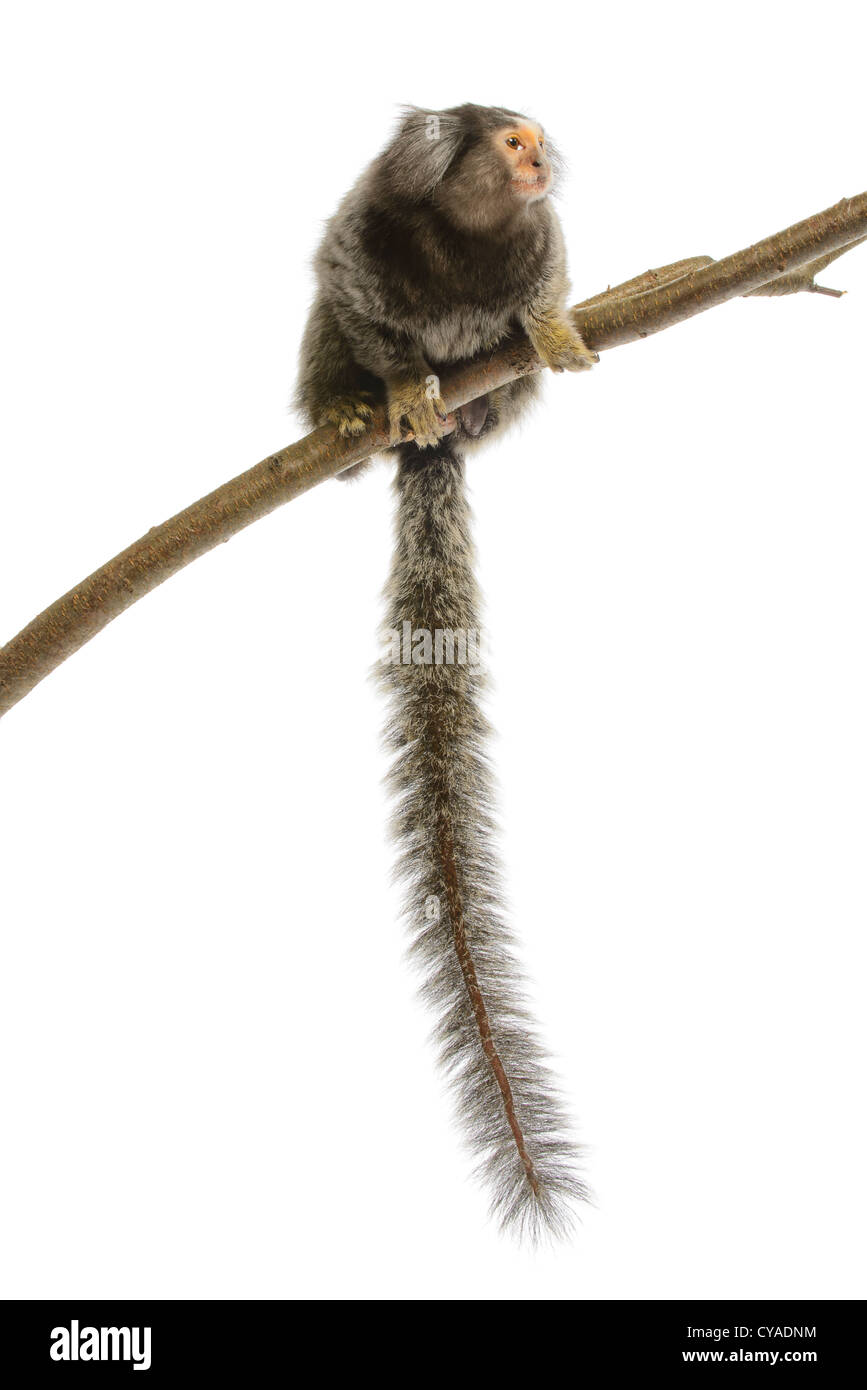 Monkey with white background hi-res stock photography and images - Alamy
