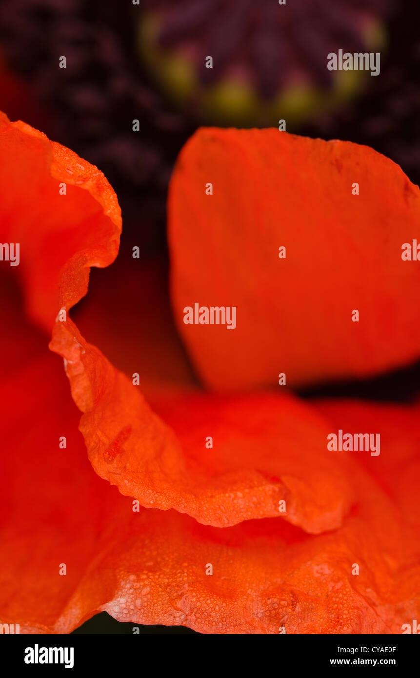 close up flowering parts of an oriental poppy Papaver orientale Stock ...