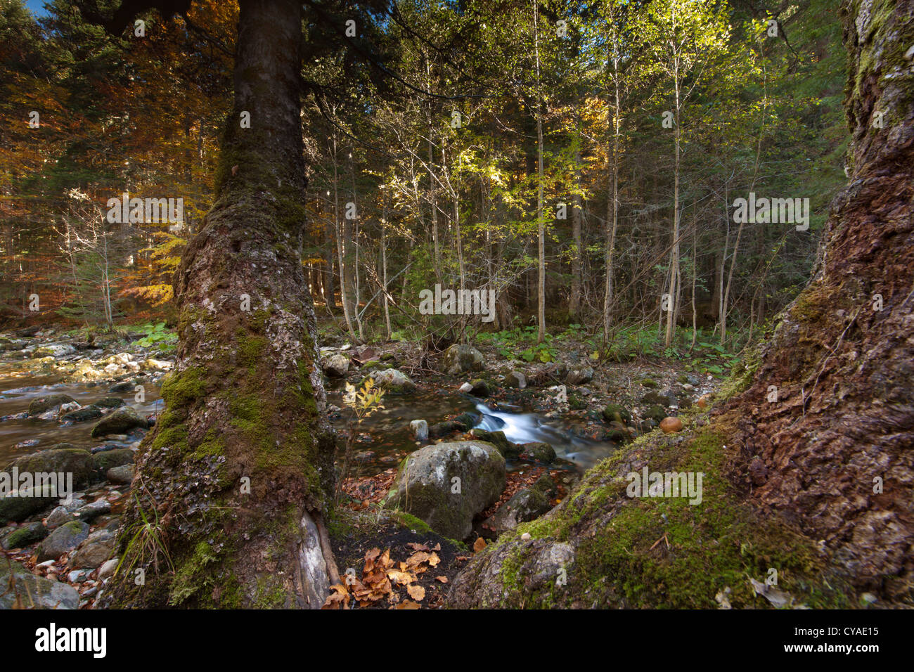 Stream flowing green trees forest hi-res stock photography and images ...