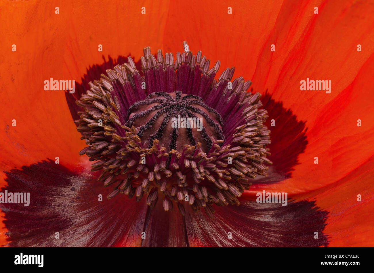Poppy seeds inside flower hi-res stock photography and images - Alamy