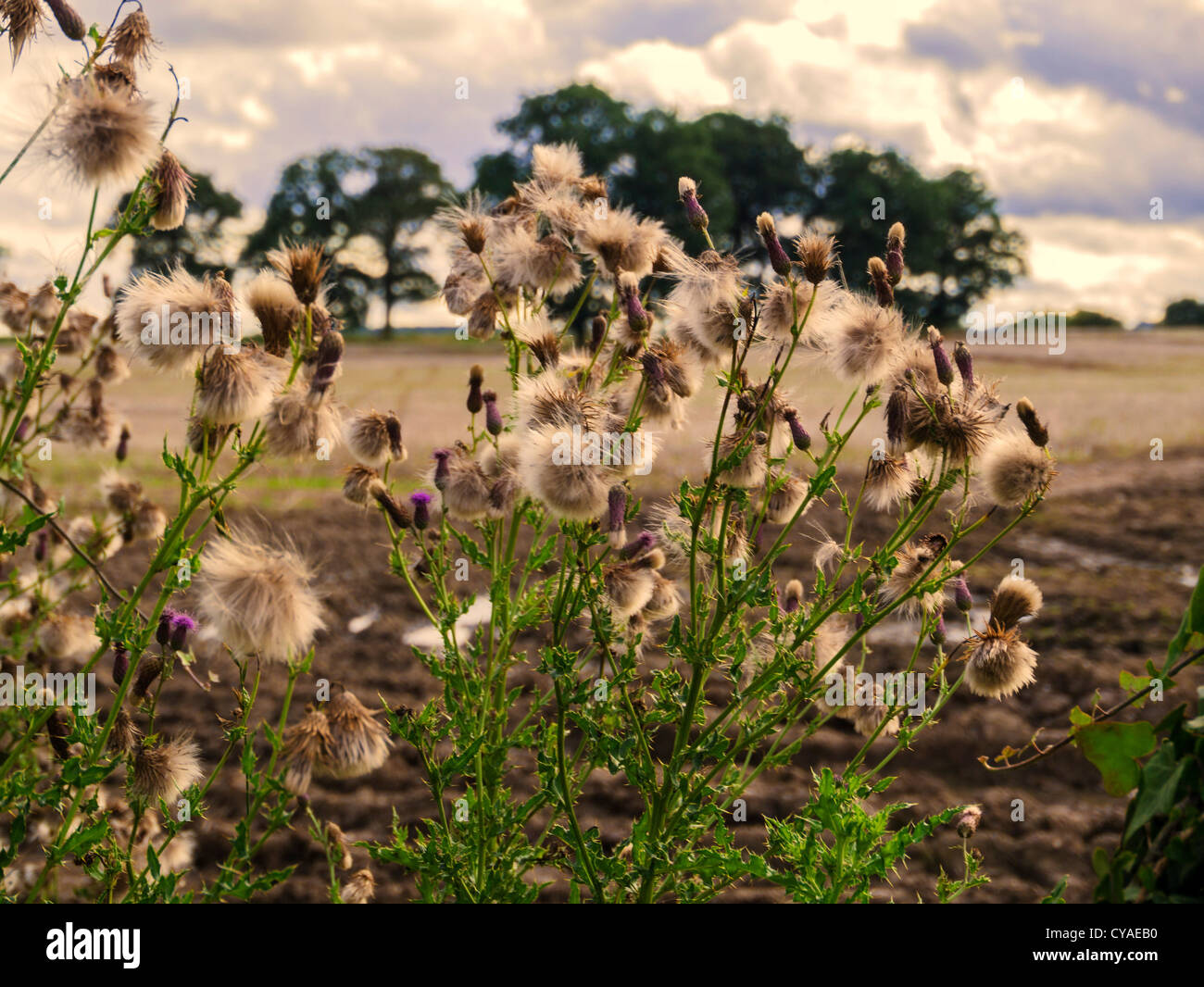 Footpath plants growing field blue hi-res stock photography and images ...