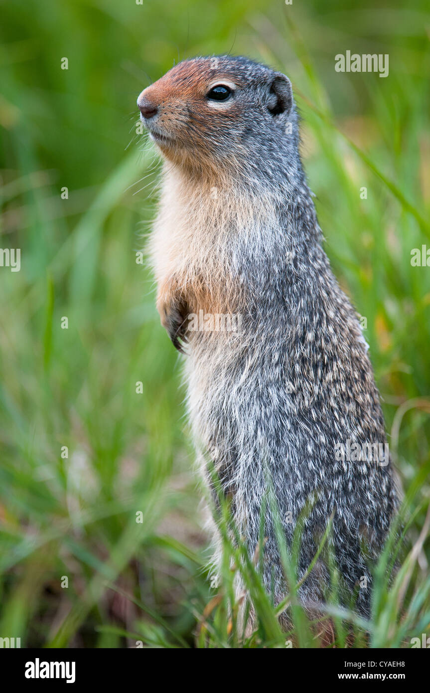 Cute ground squirrel in Banff national park, Canada Stock Photo - Alamy