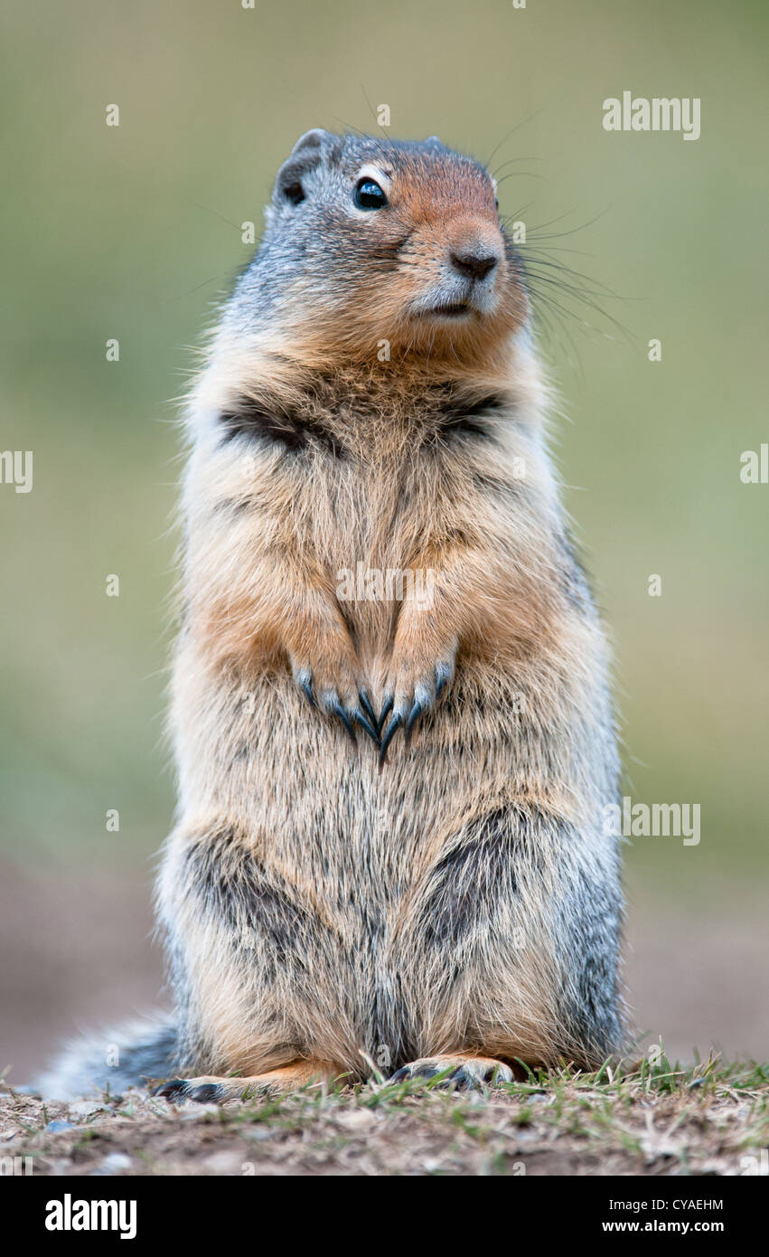 Cute ground squirrel in Banff national park, Canada Stock Photo - Alamy