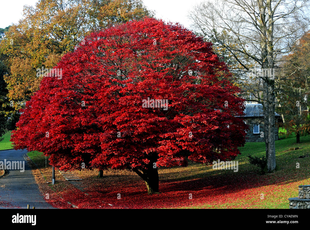 Spectacular Acer tree with red autumn colours Ambleside Lake District ...